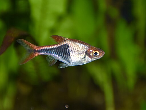 Freshwater Aquarium Fish List - Species, Care & Stocking ideas